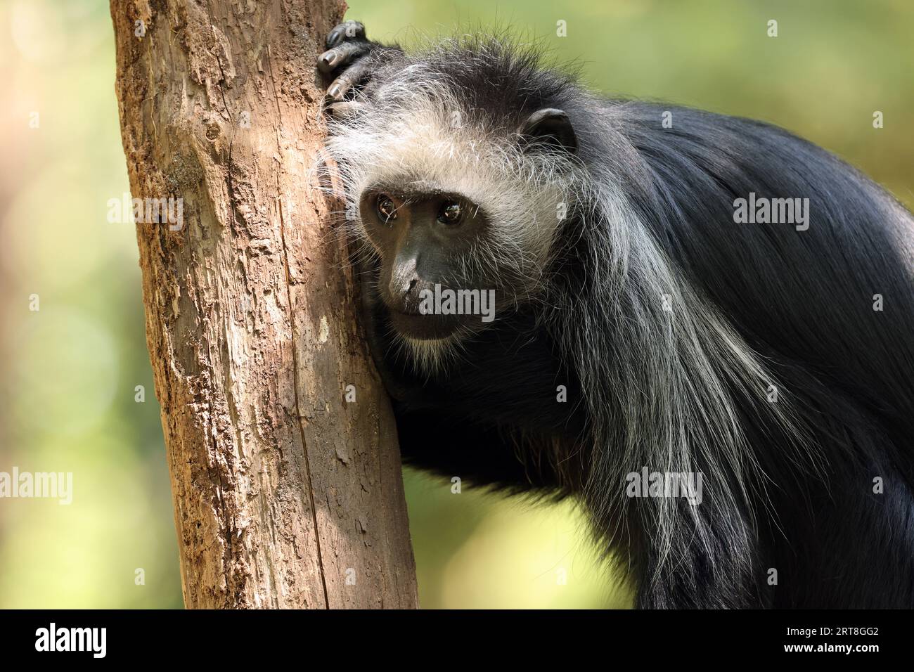 Polykomos polykomos hi-res stock photography and images - Alamy