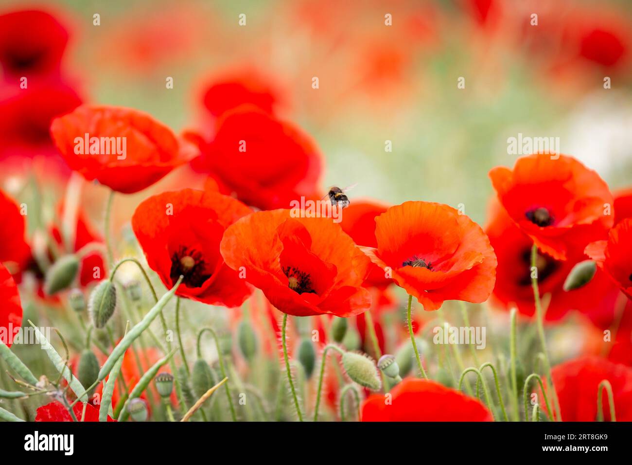 Pretty poppies in the countryside with a bee hovering overhead Stock ...