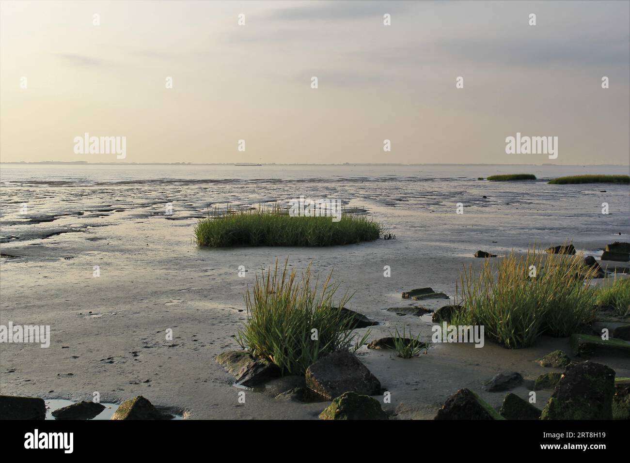 a tidal salt marsh landscape with green grass humps and stones at the ...