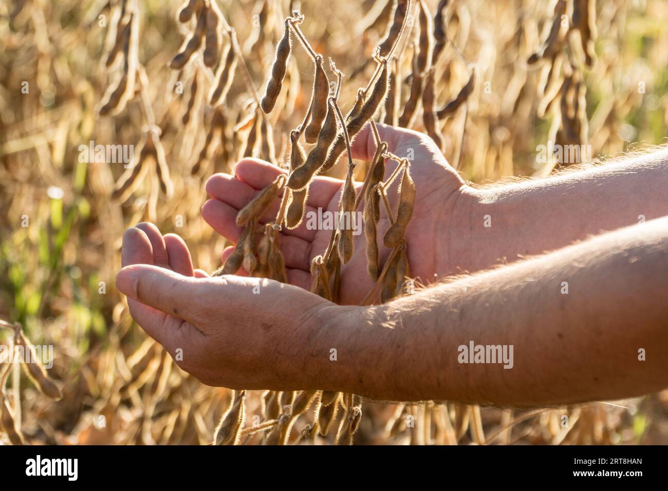 Ripe soybean seeds and pods in human hands on a soybean field ...