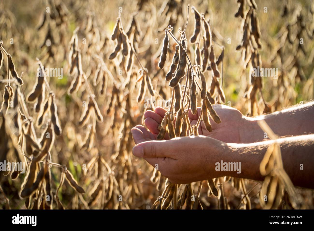 Ripe soybean seeds and pods in human hands on a soybean field ...