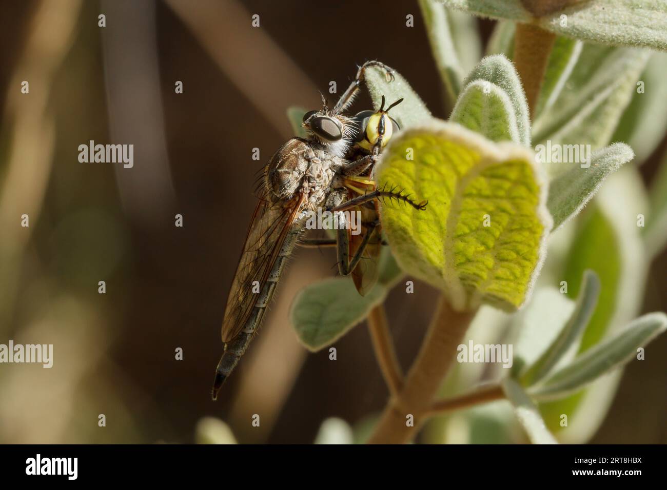 Killer fly, Asilidae eating the juice of a Syrphidae bee fly on a ...