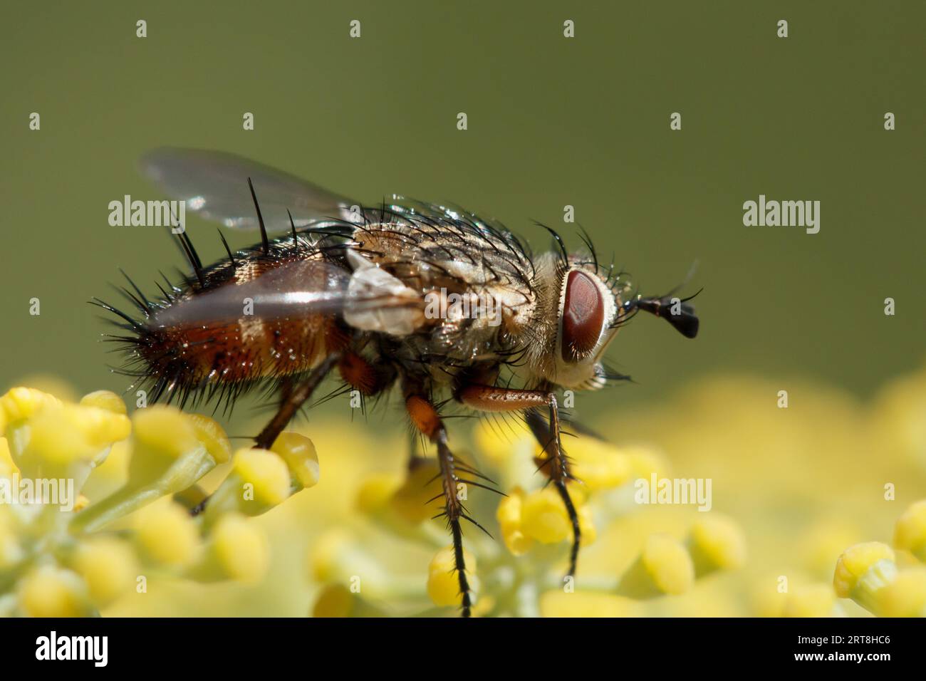 Linnaemya vulpina hi-res stock photography and images - Alamy