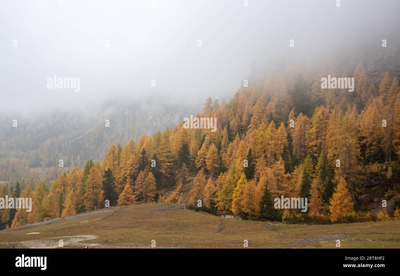 Autumn forest landscape at Passo Falzarego valley. Dolomite mountain ...