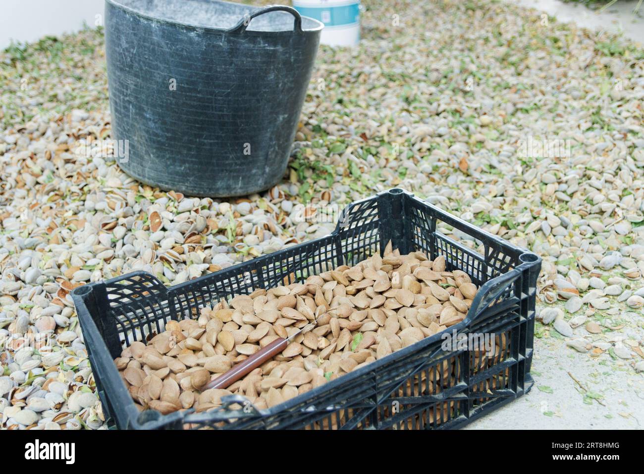 Almonds piled in piles on the ground for drying and peeling Stock Photo - Alamy