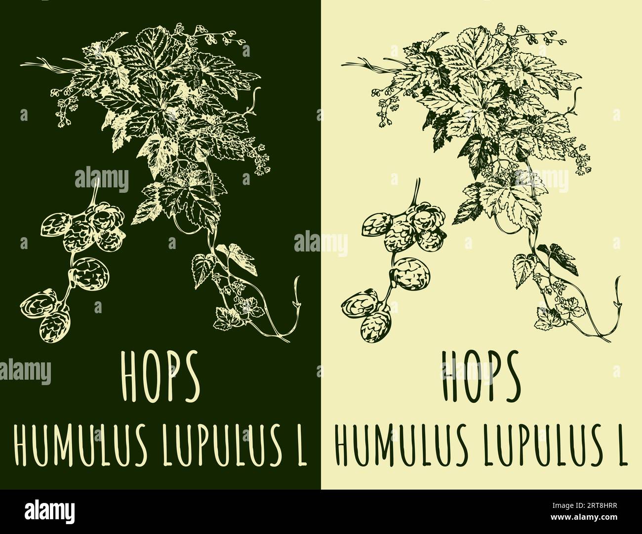 Vector drawings HOPS. Hand drawn illustration. Latin name HUMULUS ...