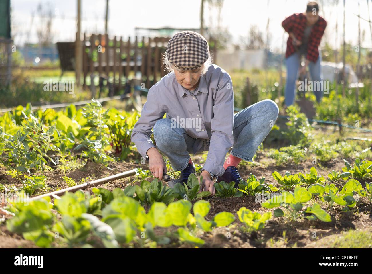 Mature woman using chopper to harvest weeds on field Stock Photo - Alamy