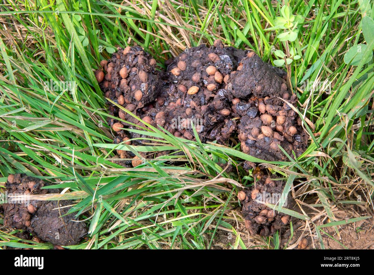 American black bear scat with fruit and berry seeds along the North ...