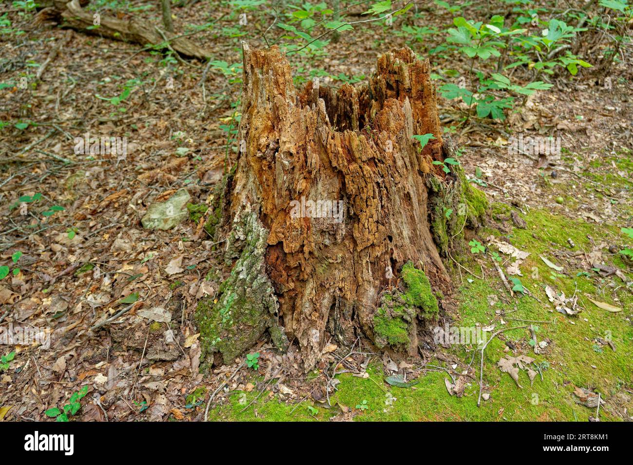 Insect infested hi-res stock photography and images - Alamy