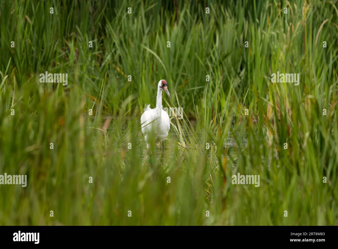 The whooping crane (Grus americana) in the Marsh. Native, rare the ...