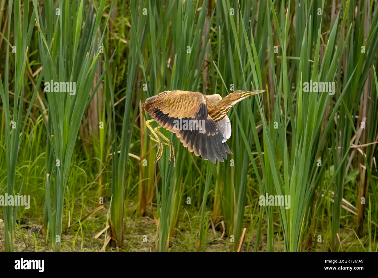 American bittern rare bird hi-res stock photography and images - Alamy