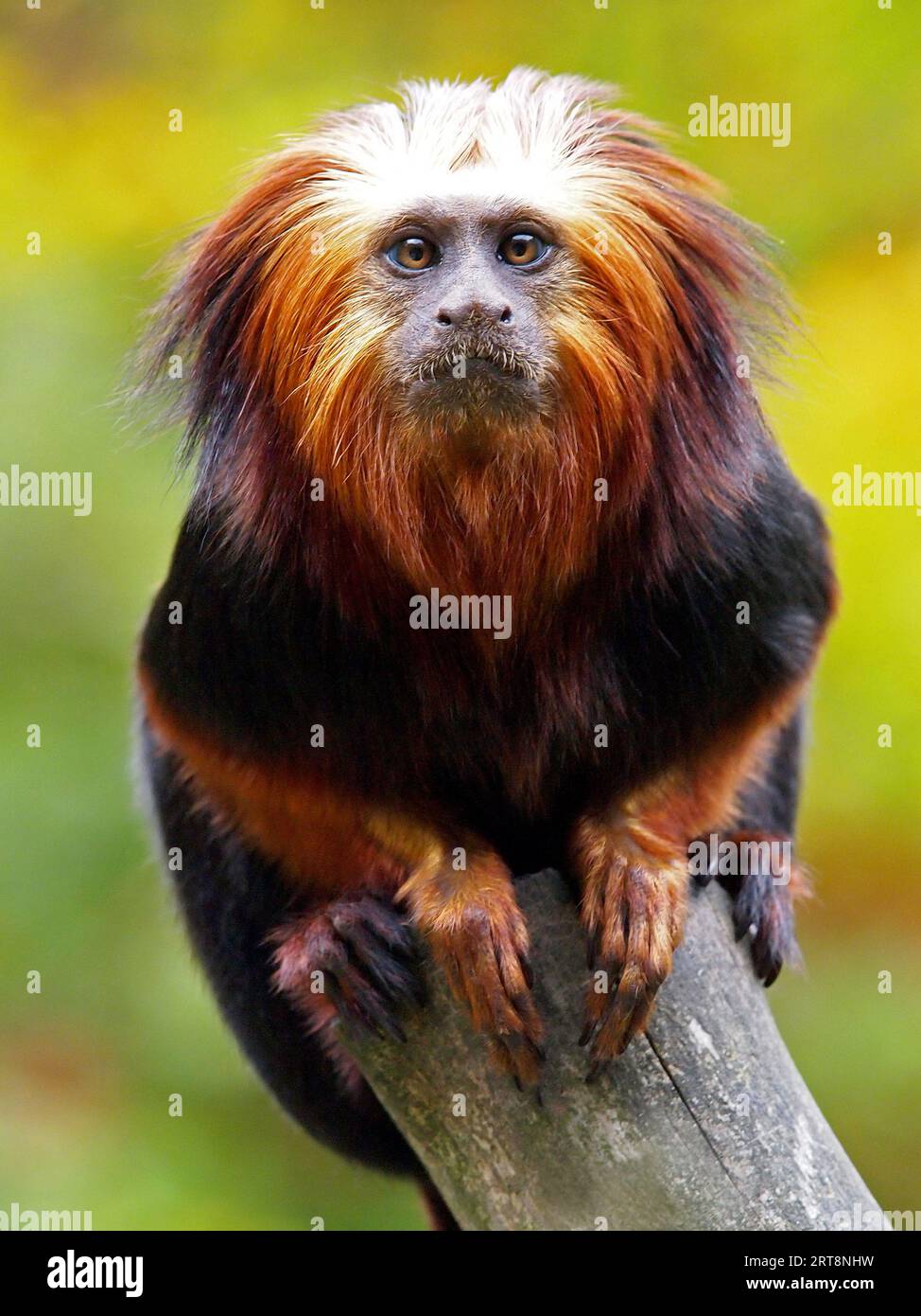Cute golden lion tamarin leontopithecus hi-res stock photography and ...