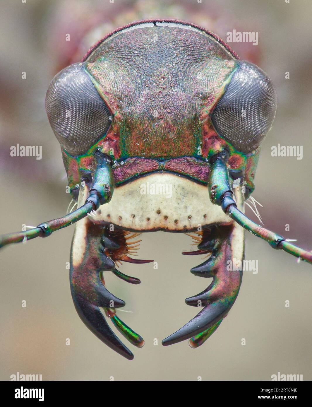 Symmetrical portrait of the head of a Northern dune tiger beetle with ...