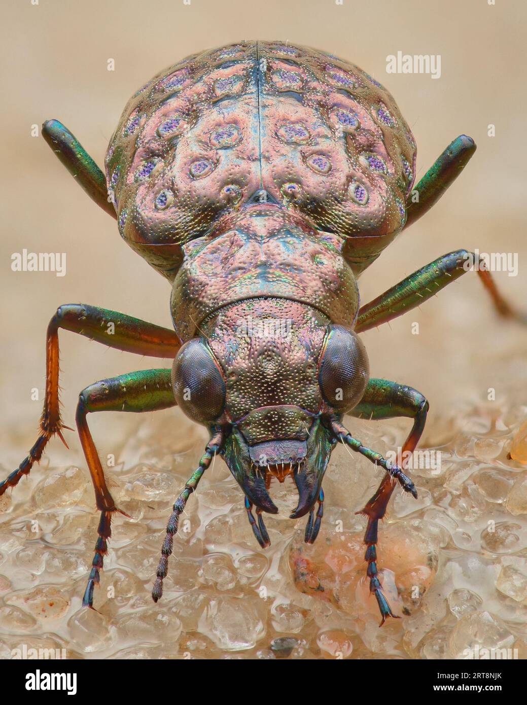 Portrait of a Marsh Ground Beetle with copper coloured body and green ...