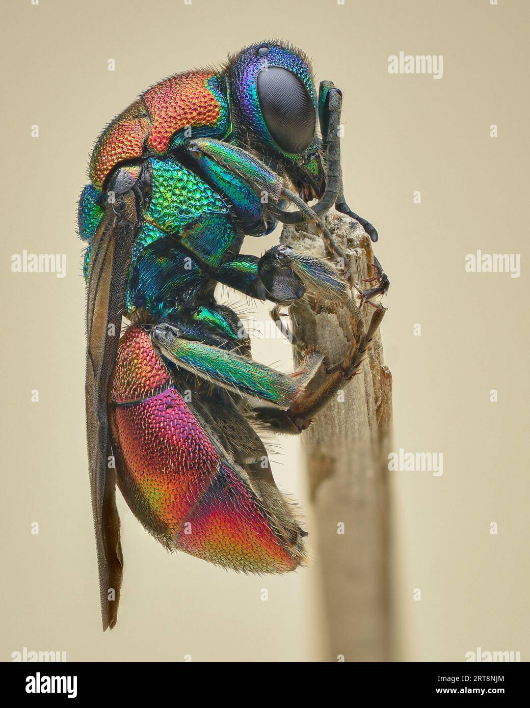 Profile view of a colourful Cuckoo Wasp, Ruby-tailed wasp or Gold wasp ...