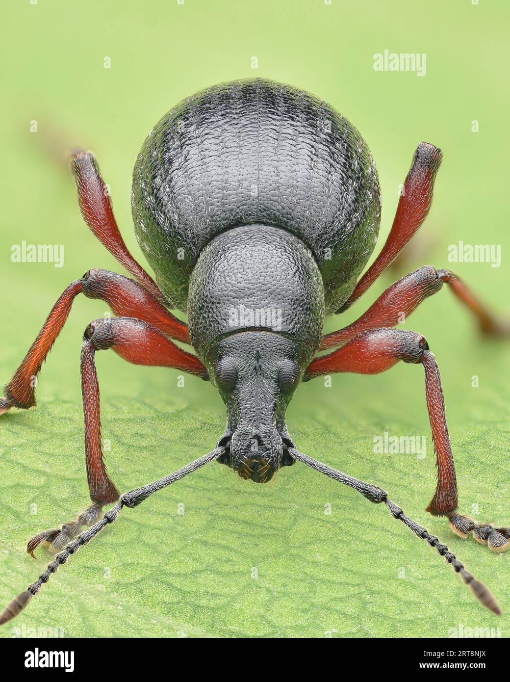Portrait of a black weevil with sparse white scales and red legs, green ...