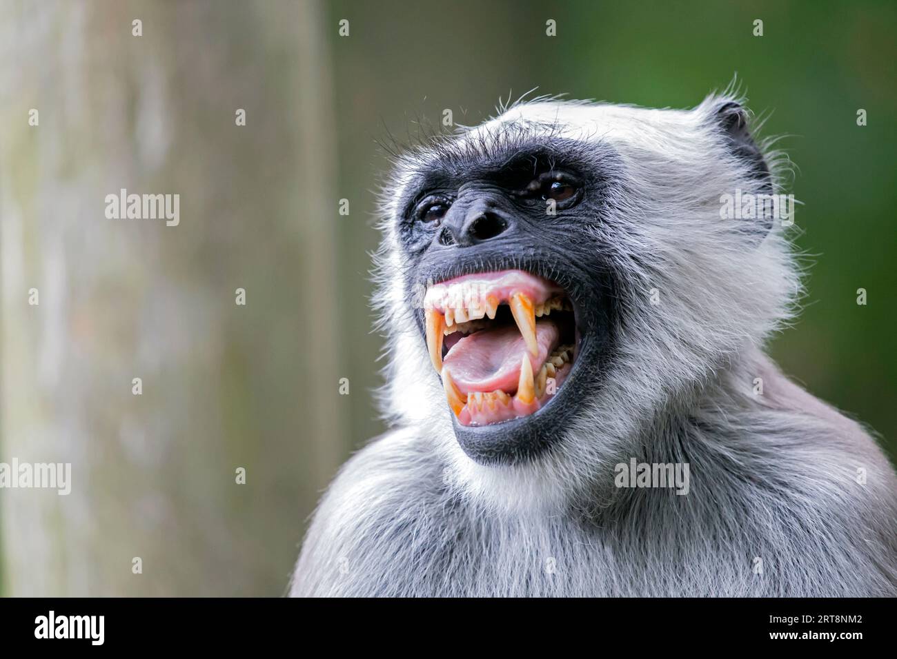 Hanuman Langur is showing his teeth Stock Photo - Alamy