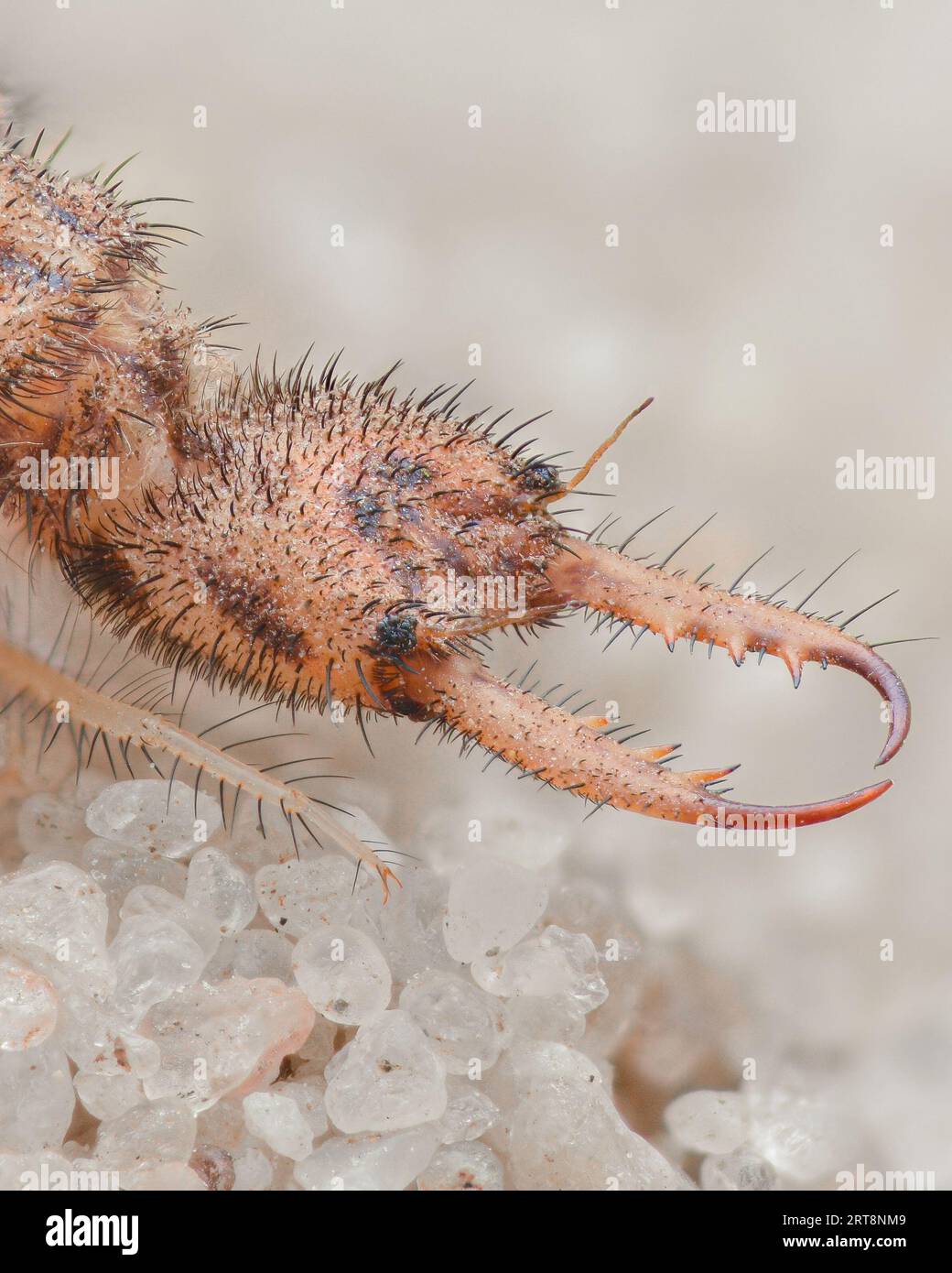 Profile view of a Spotted-wing Antlion larvae with large mandibles, on ...