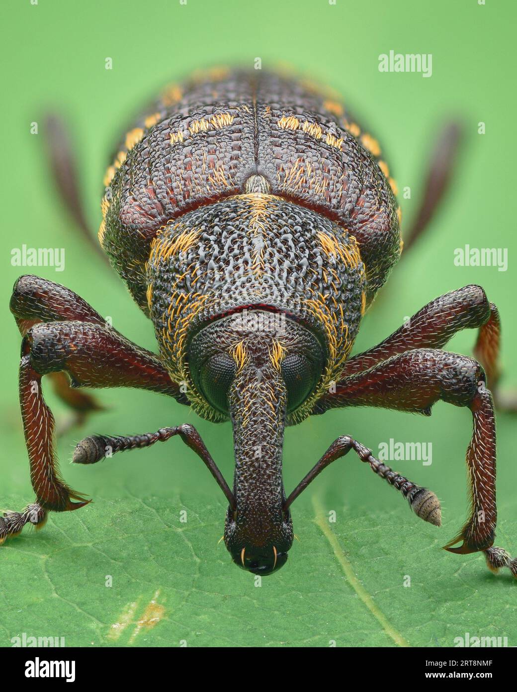 Portrait of a brown weevil with yellow scales, green background (Large ...