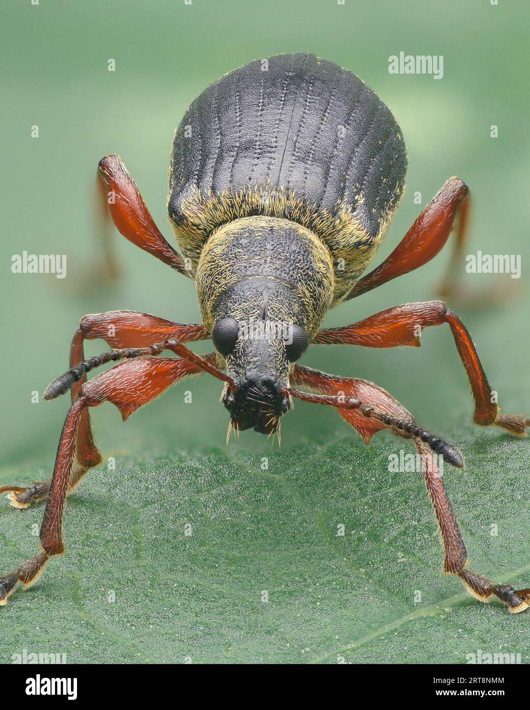 Portrait of a black weevil with green scales and red legs, green ...