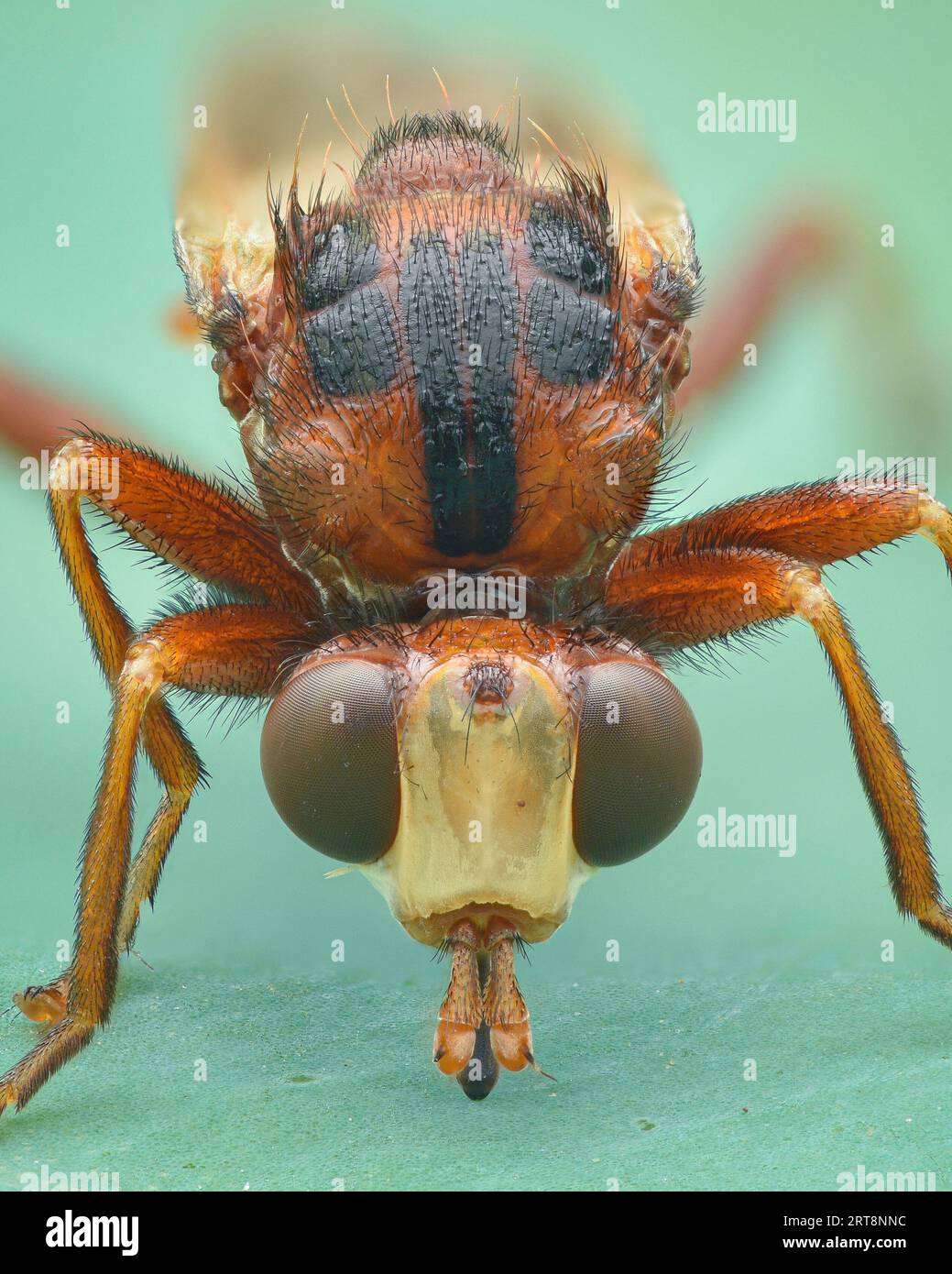 Portrait of a thick-headed fly mimicking a wasp, green background ...
