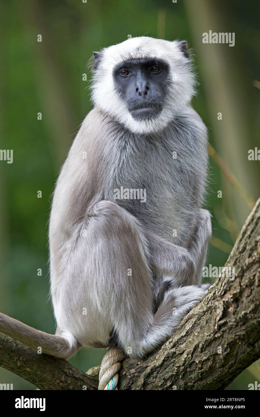 Hanuman langur portrait hi-res stock photography and images - Alamy