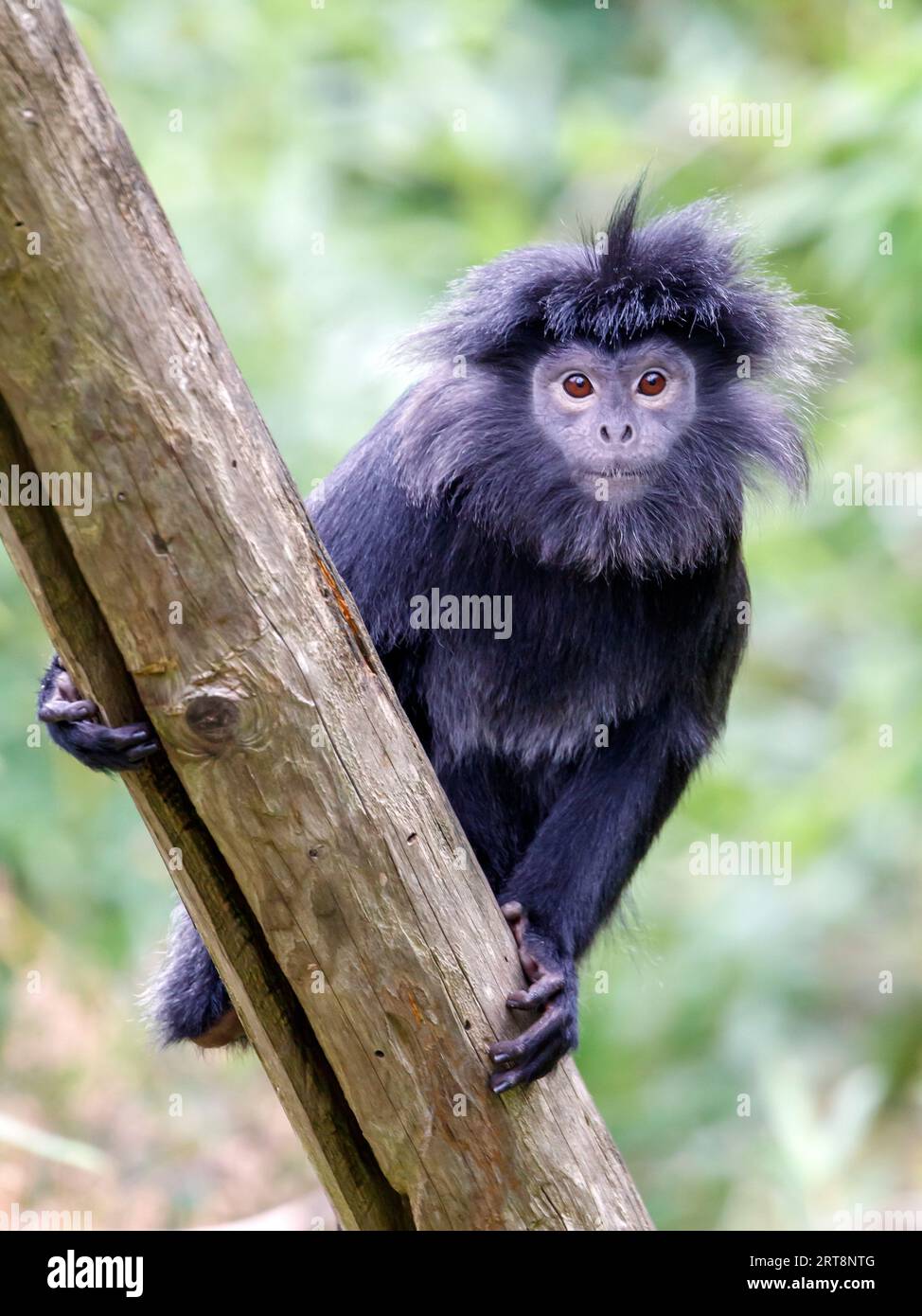 East Javan langur (Trachypithecus auratus) climbing on tree with ...