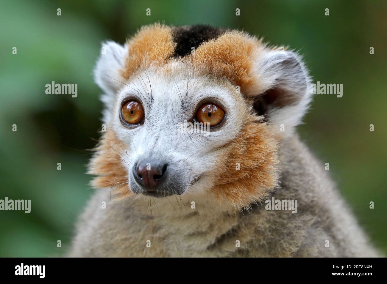Male crowned lemur hi-res stock photography and images - Alamy