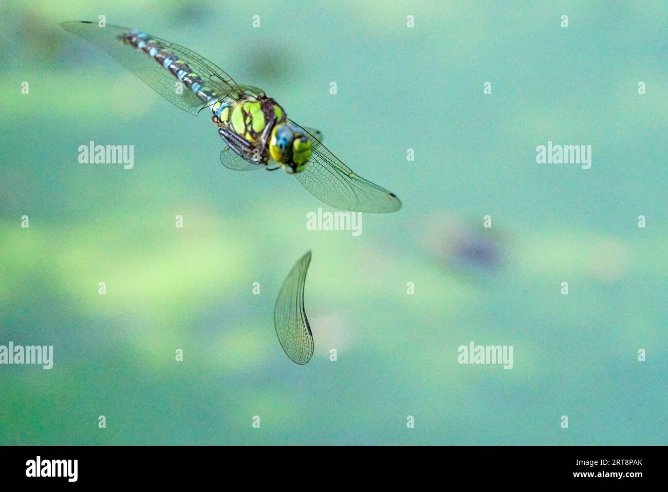 Dragonfly wing flap in sync with fr hi-res stock photography and images ...