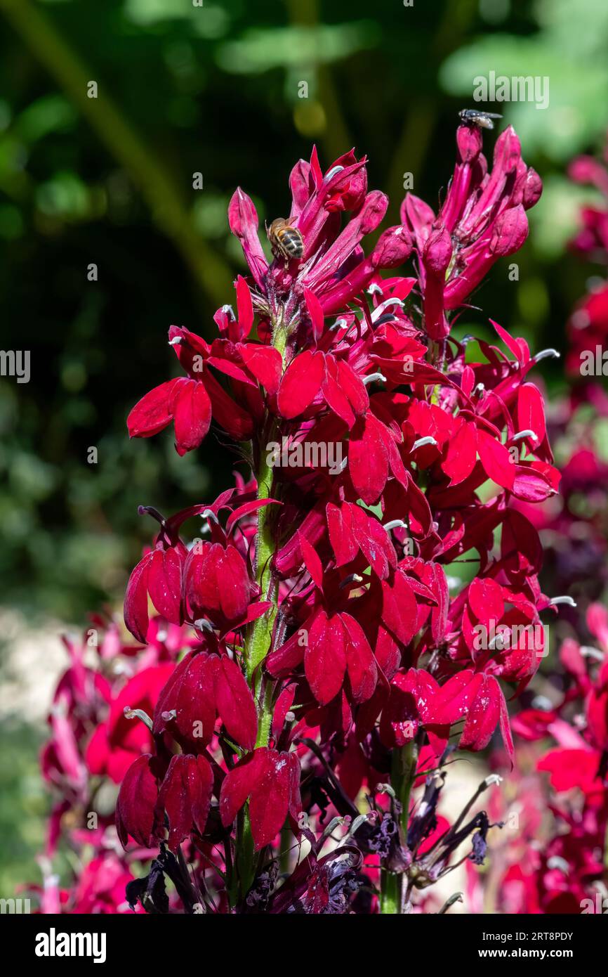 Close up of red cardinal flowers (lobelia cardinalis) in bloom Stock ...