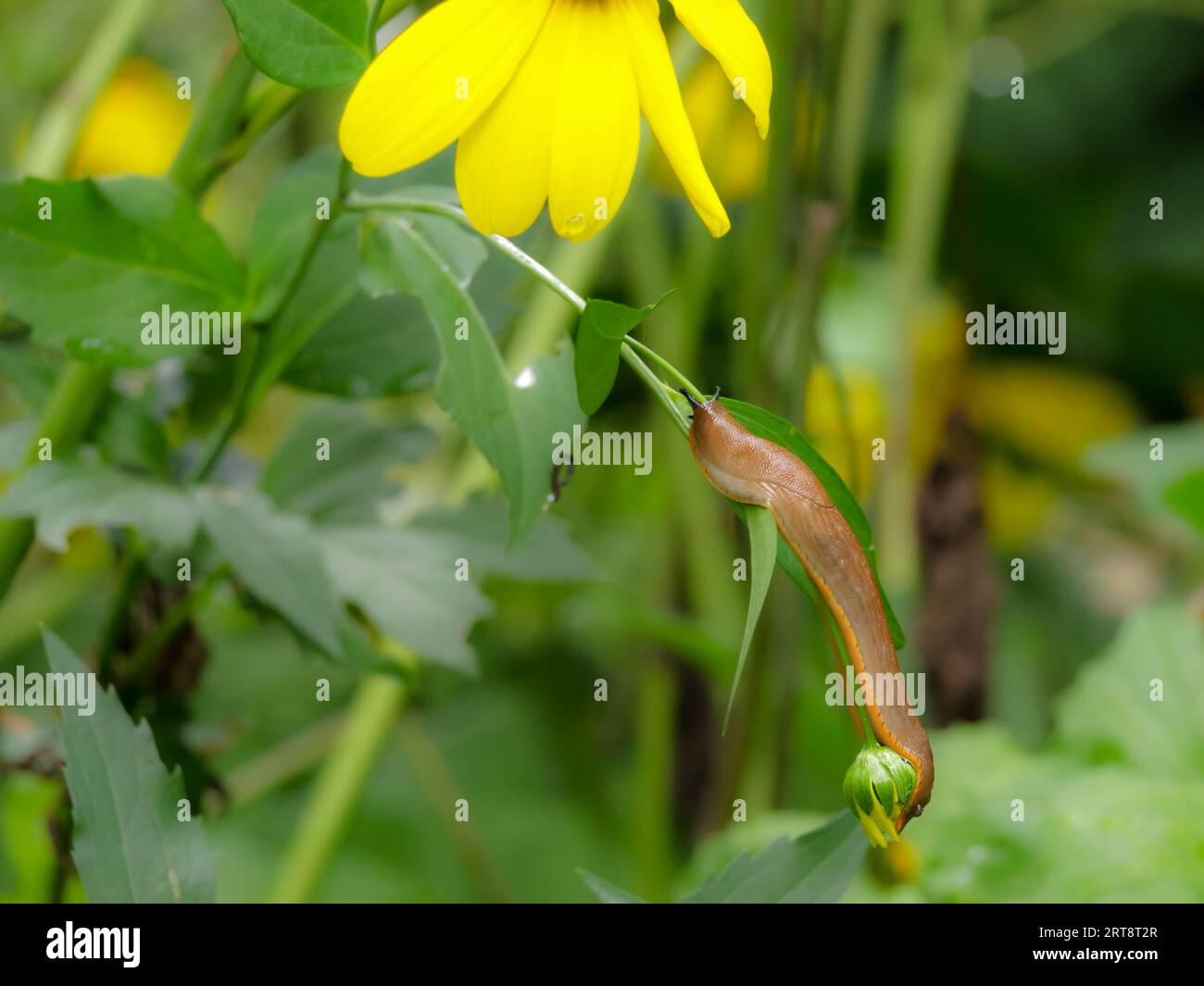 Stem and slug hi-res stock photography and images - Alamy