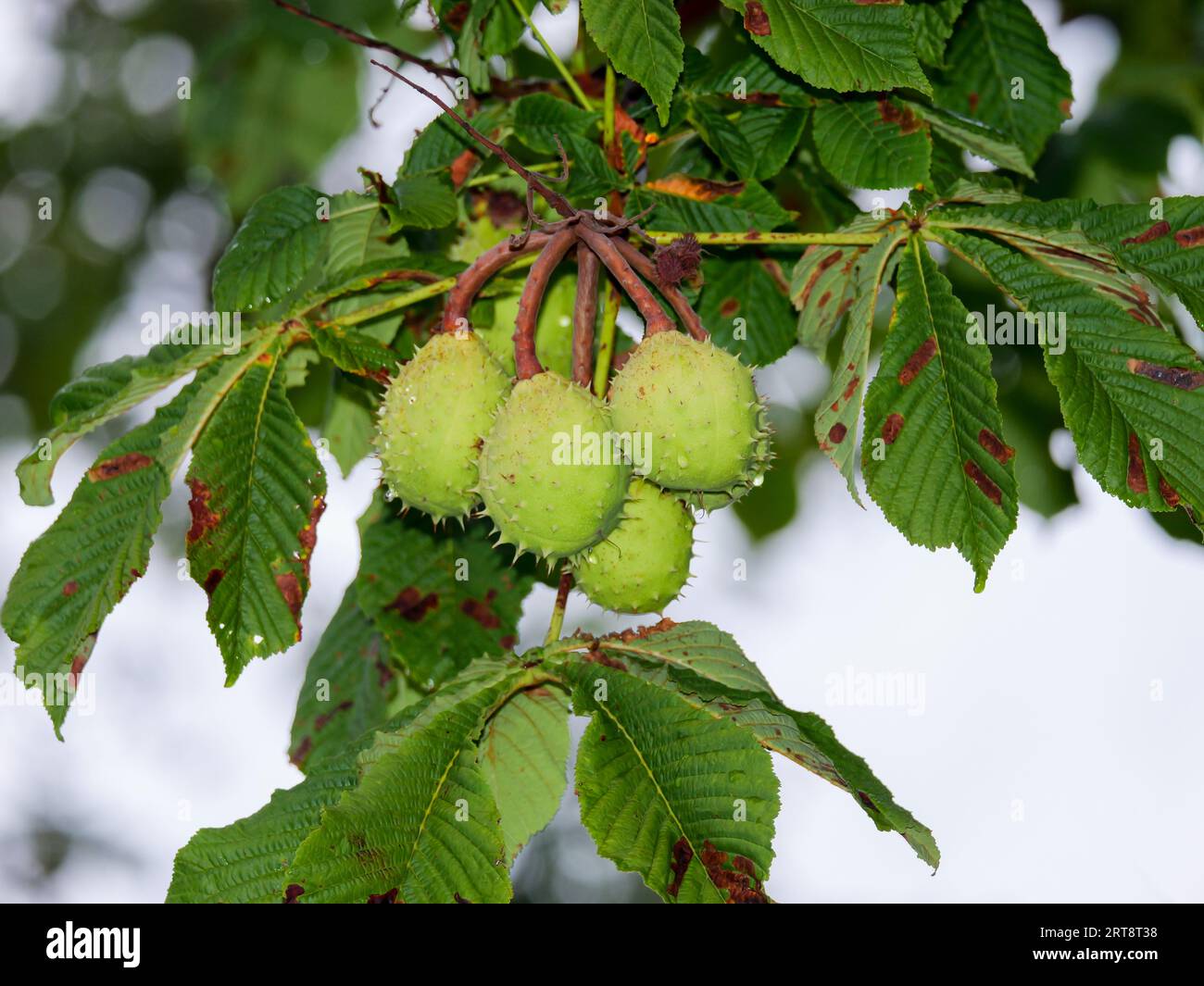 green prickly chestnut shell wit brown leaves infestation Stock Photo ...