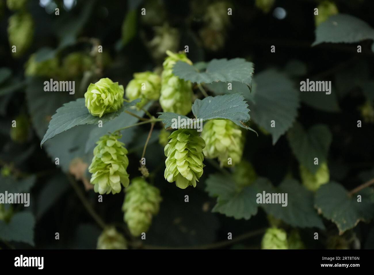 The cone-like hop fruits are are growing between the leaves Stock Photo ...