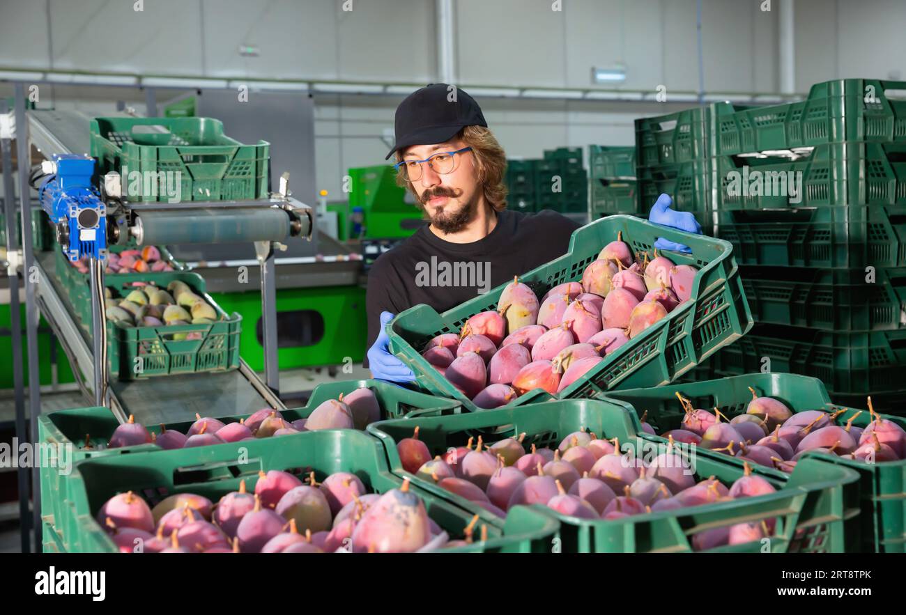 Food factory worker carries boxes of mango fruits at factory Stock ...