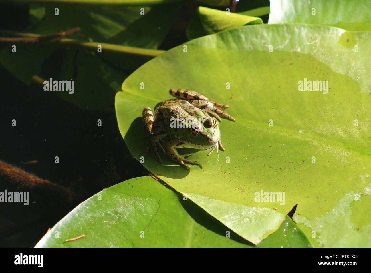 Set cute little frog hi-res stock photography and images - Alamy