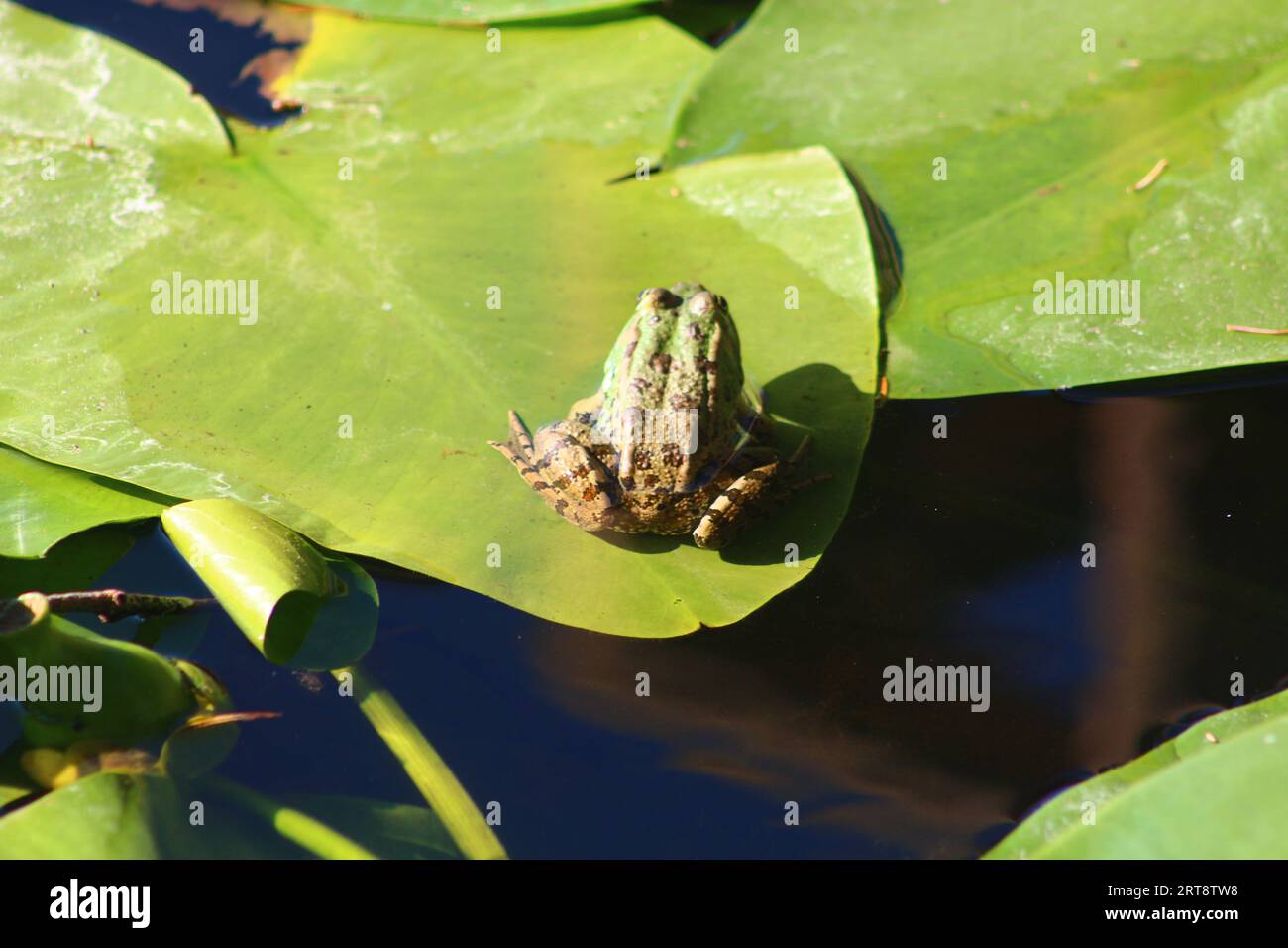 Set cute little frog hi-res stock photography and images - Alamy