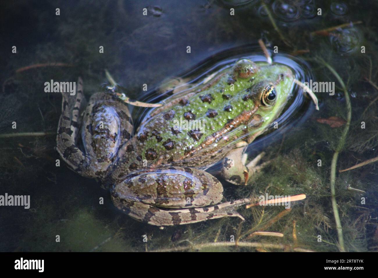 Happy little frog in hi-res stock photography and images - Alamy