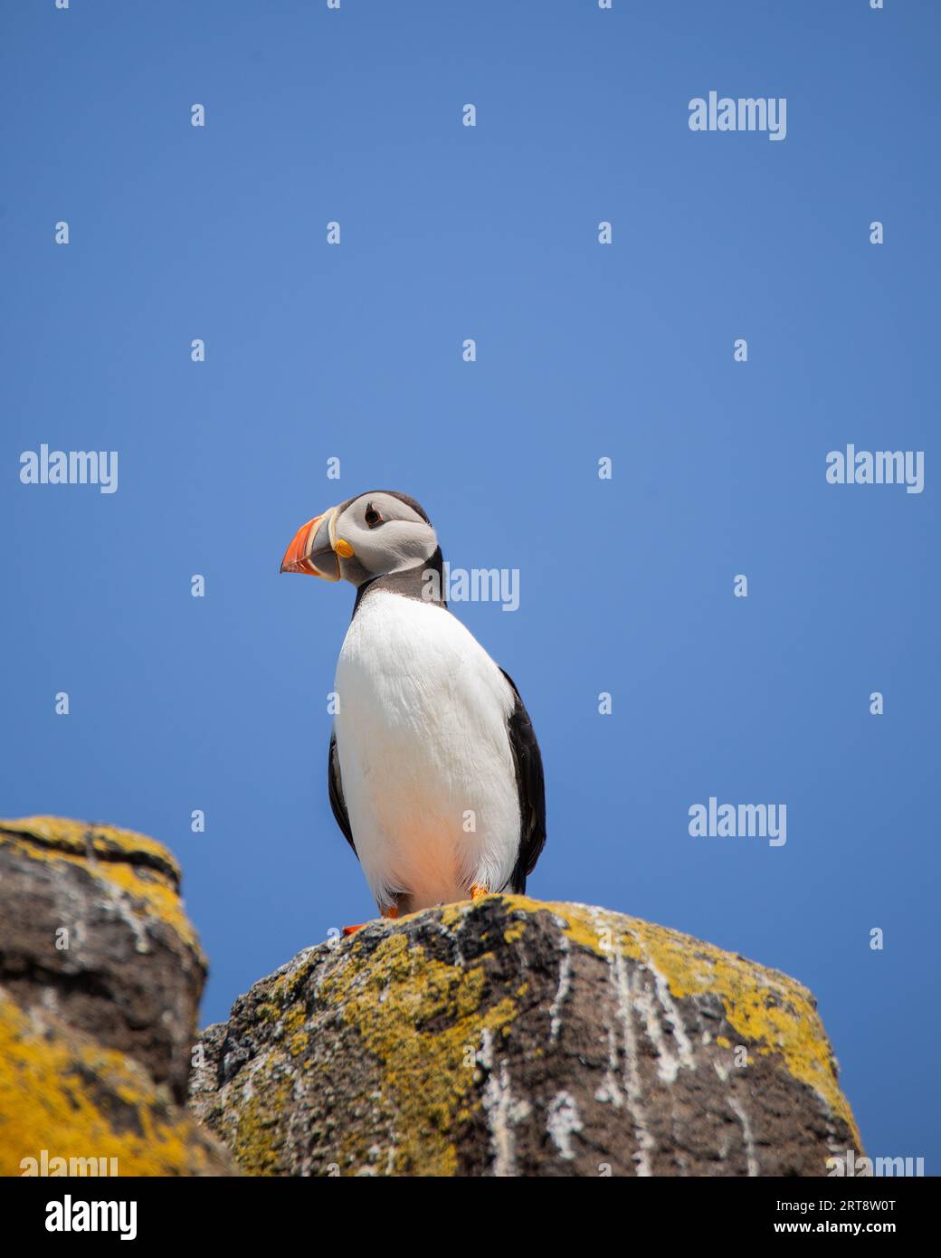 Puffin tourism hi-res stock photography and images - Alamy
