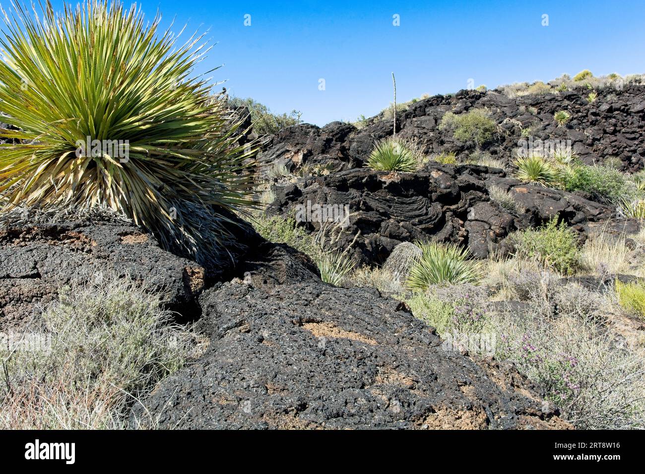 Lava rock with plant hi-res stock photography and images - Alamy