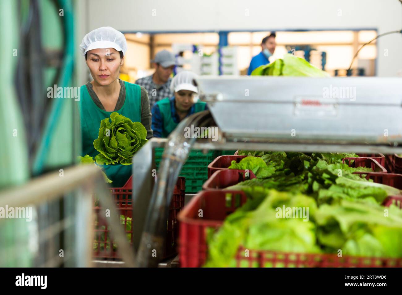 Asian woman sorting lettuce with a team of workers on vegetable factory conveyor Stock Photo - Alamy