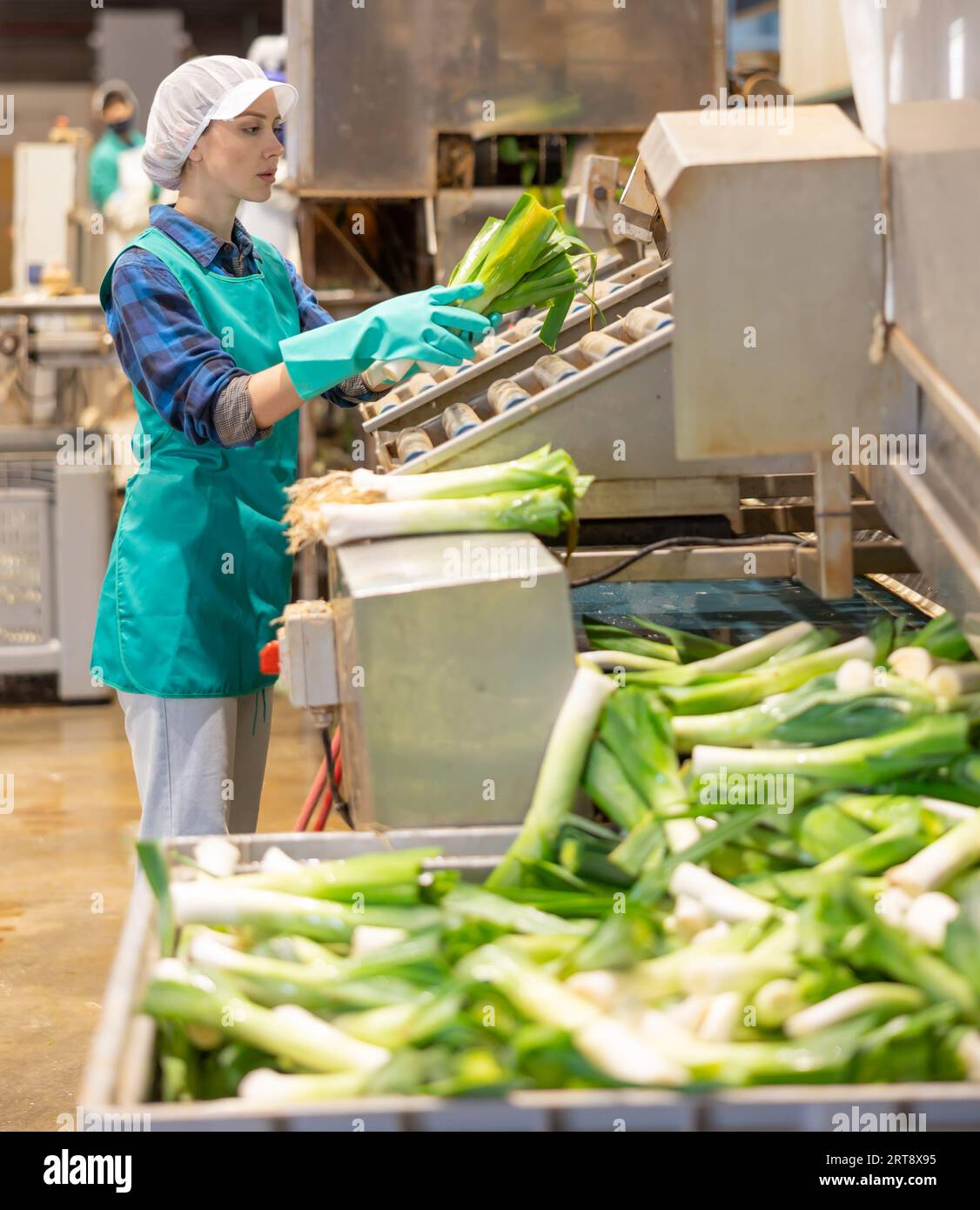 Woman in uniform sorts and washes leeks at vegetable processing factory ...