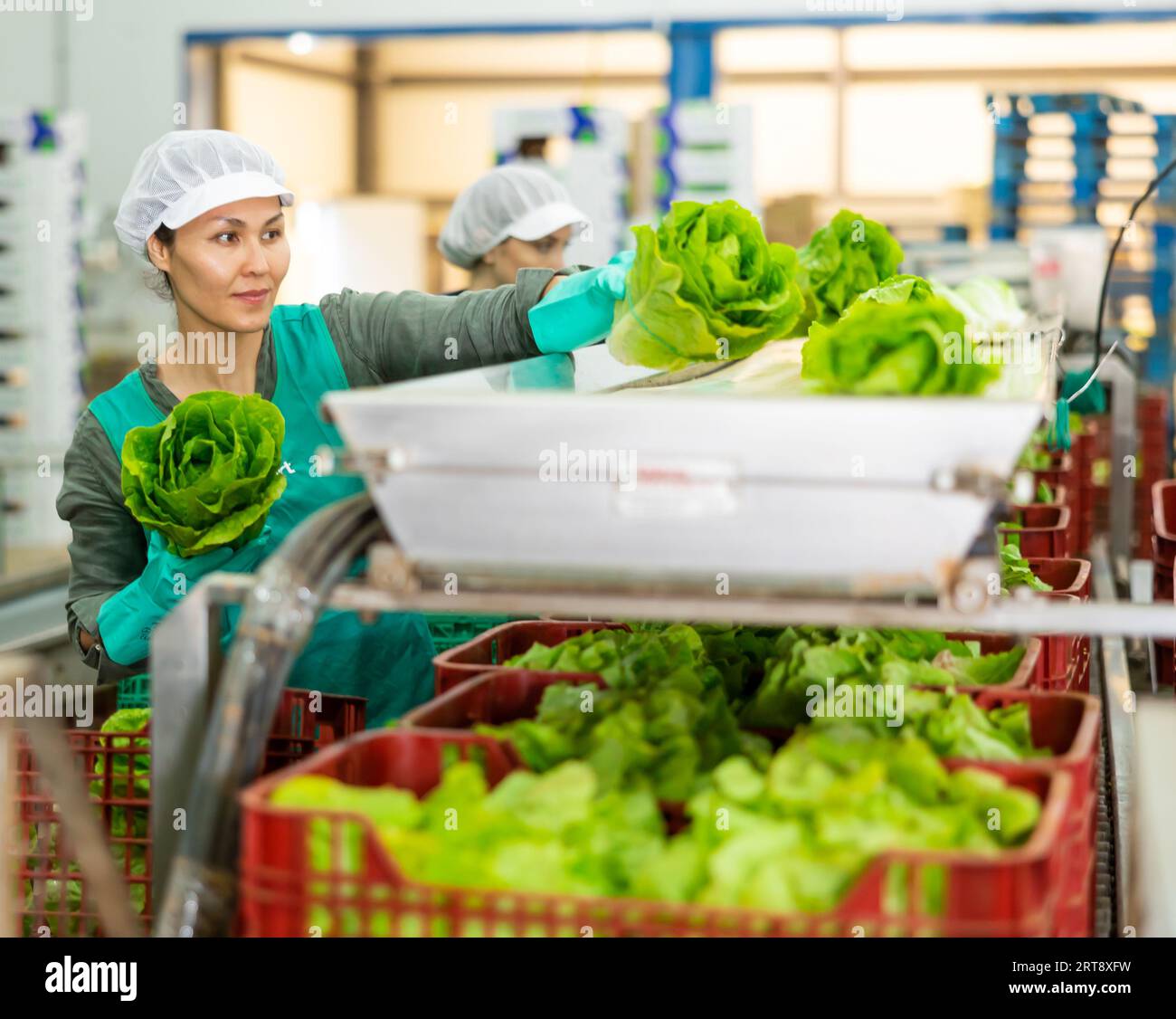 Woman in uniform during sorting lettuce at warehouse at vegetable ...