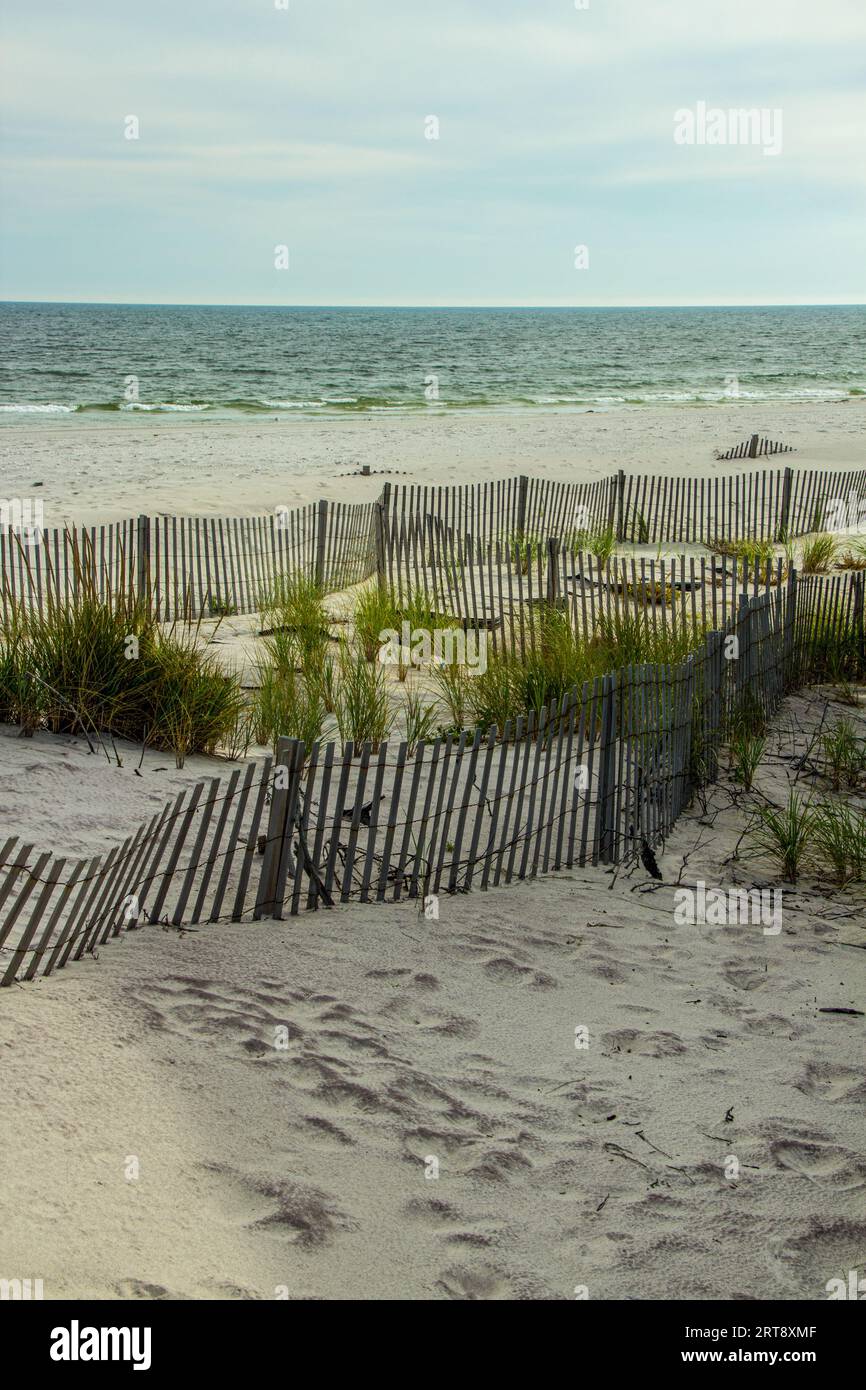 A wooden slated sand fence is partly buried in an ocean beach dune ...