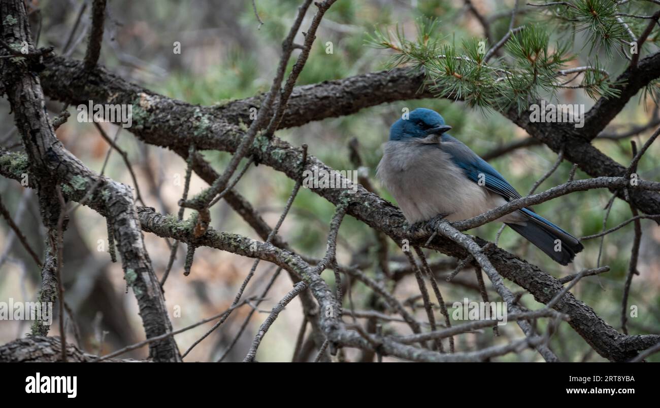 Pinon tree hi-res stock photography and images - Alamy