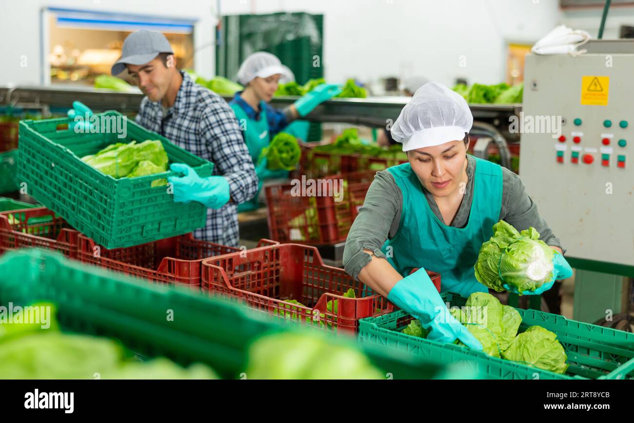 Woman in uniform during sorting lettuce at warehouse at vegetable ...