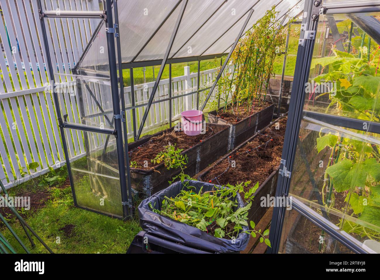 View of green house interior during cleaning process after harvesting ...
