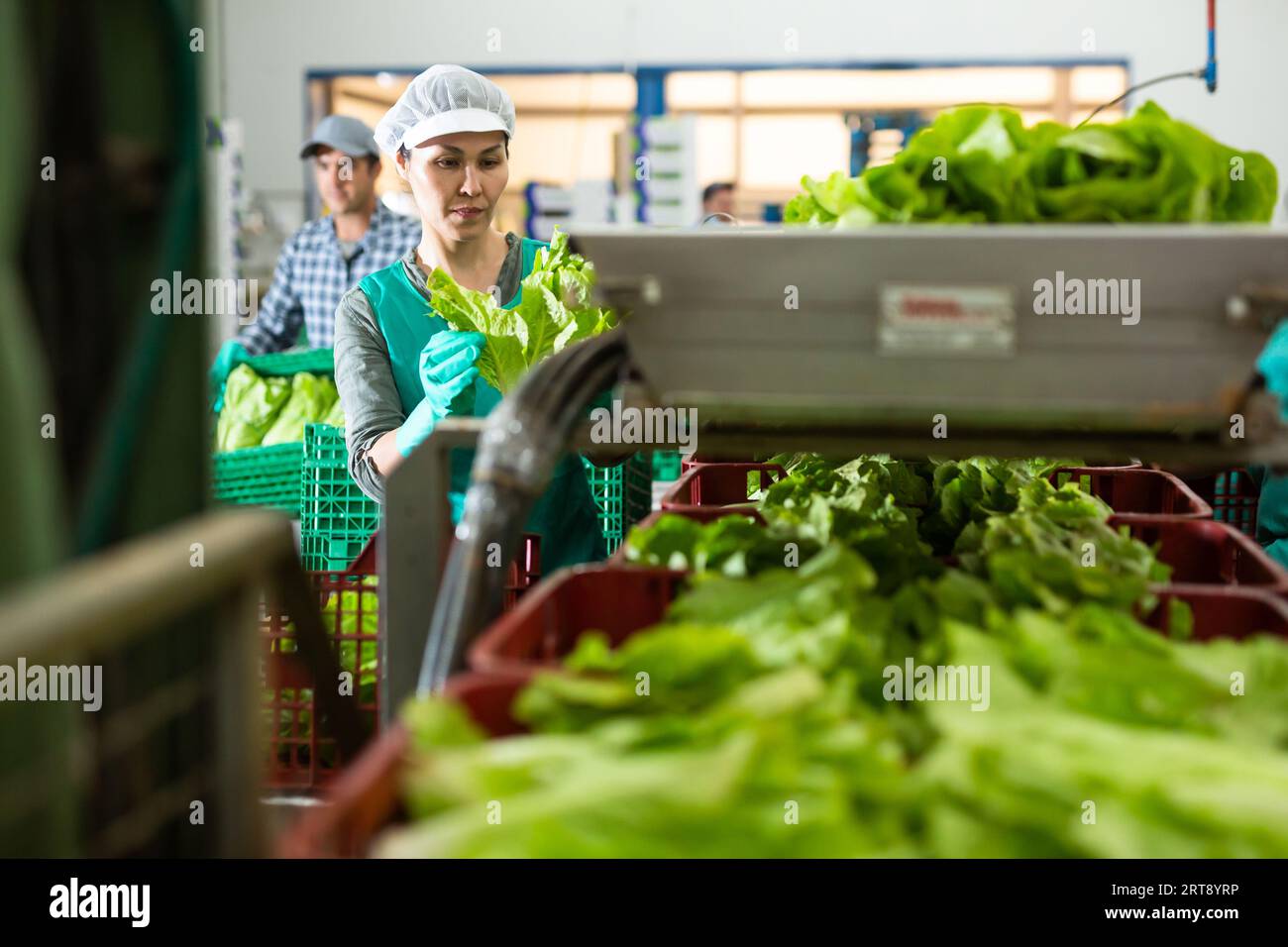 Woman worker sorting lettuce in vegetable factory Stock Photo - Alamy