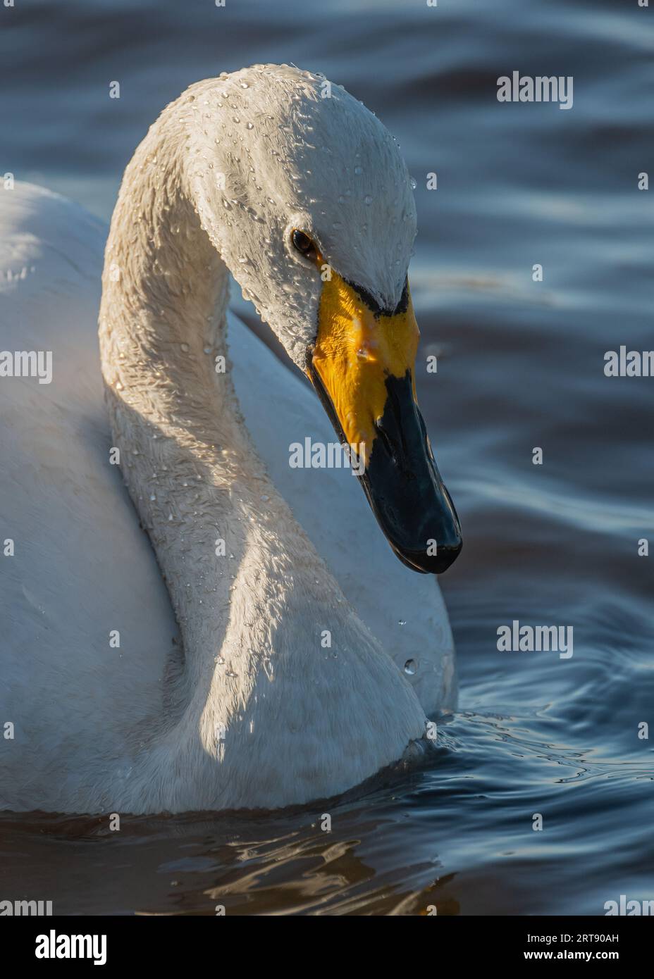 Marine swans hi-res stock photography and images - Alamy