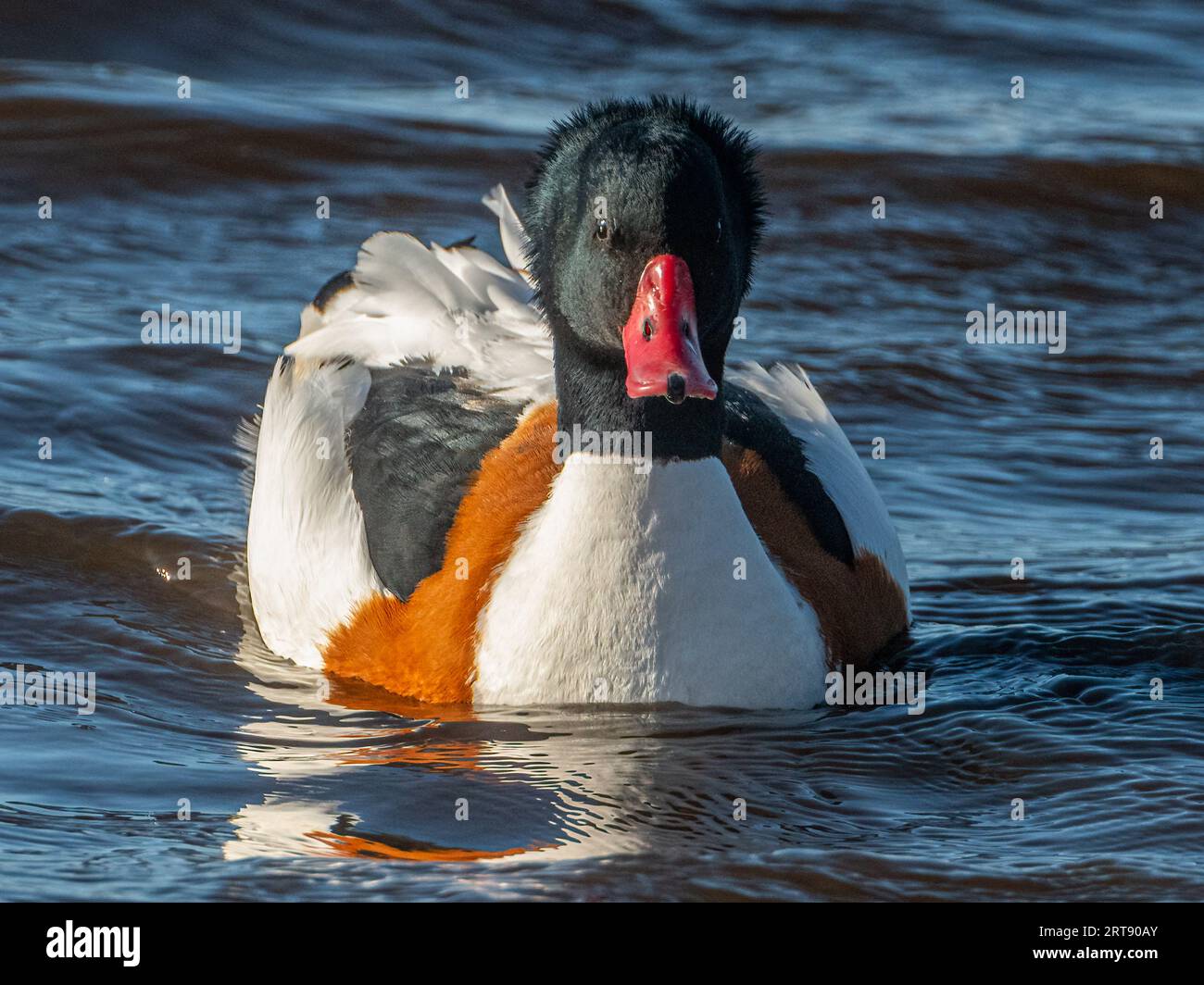 Colourful duck hi-res stock photography and images - Alamy