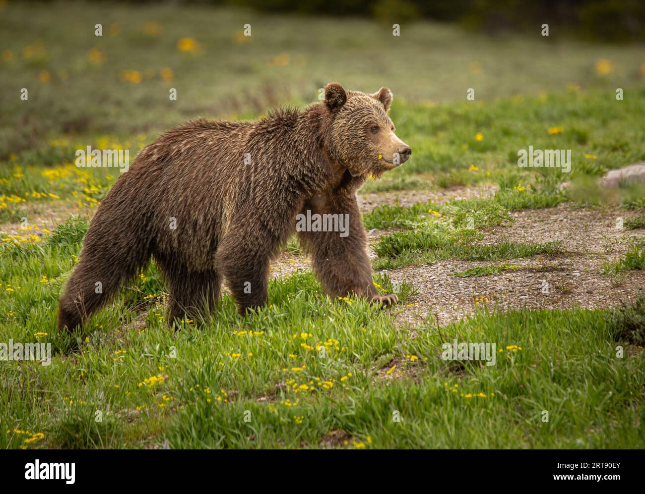 Bears in nature in the American National Parks Stock Photo - Alamy